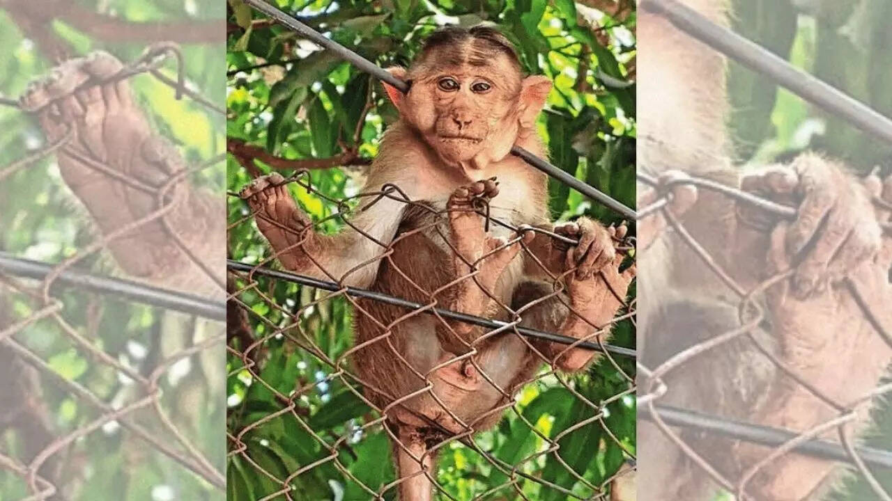Monkey shot for fun? 2 more bonnet macaques targeted with arrow; 3 ...