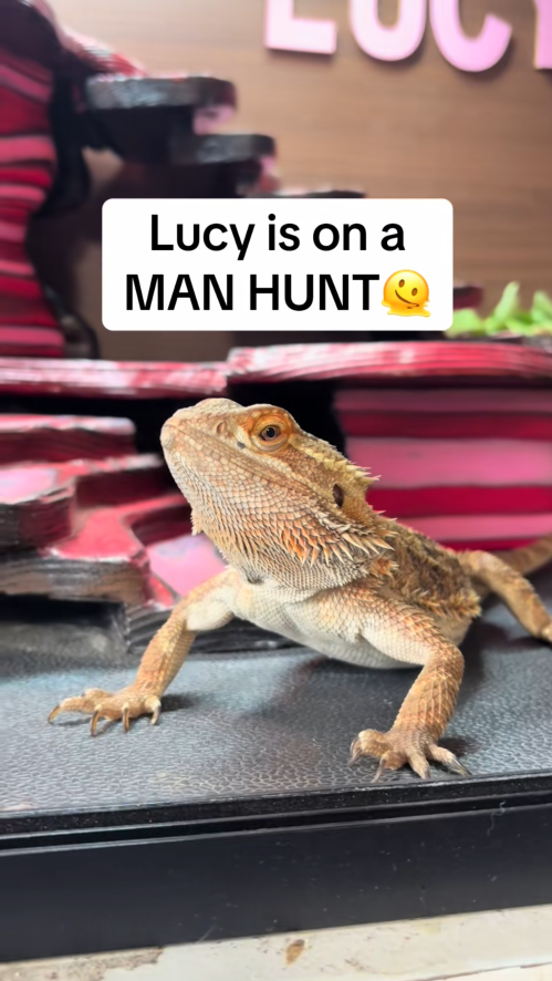 The reality of mating season with my bearded dragon