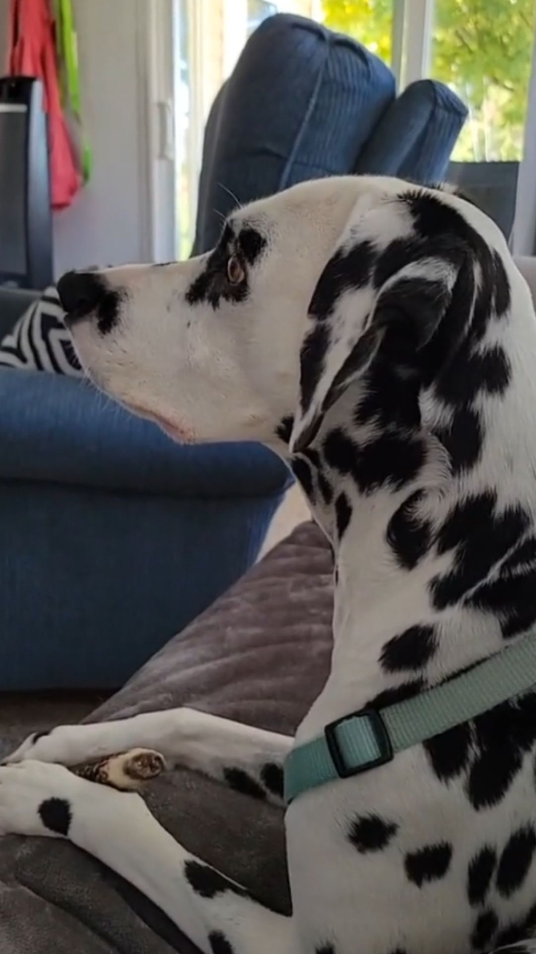 Keeley the dog loves TV, adorable moments and fun insights