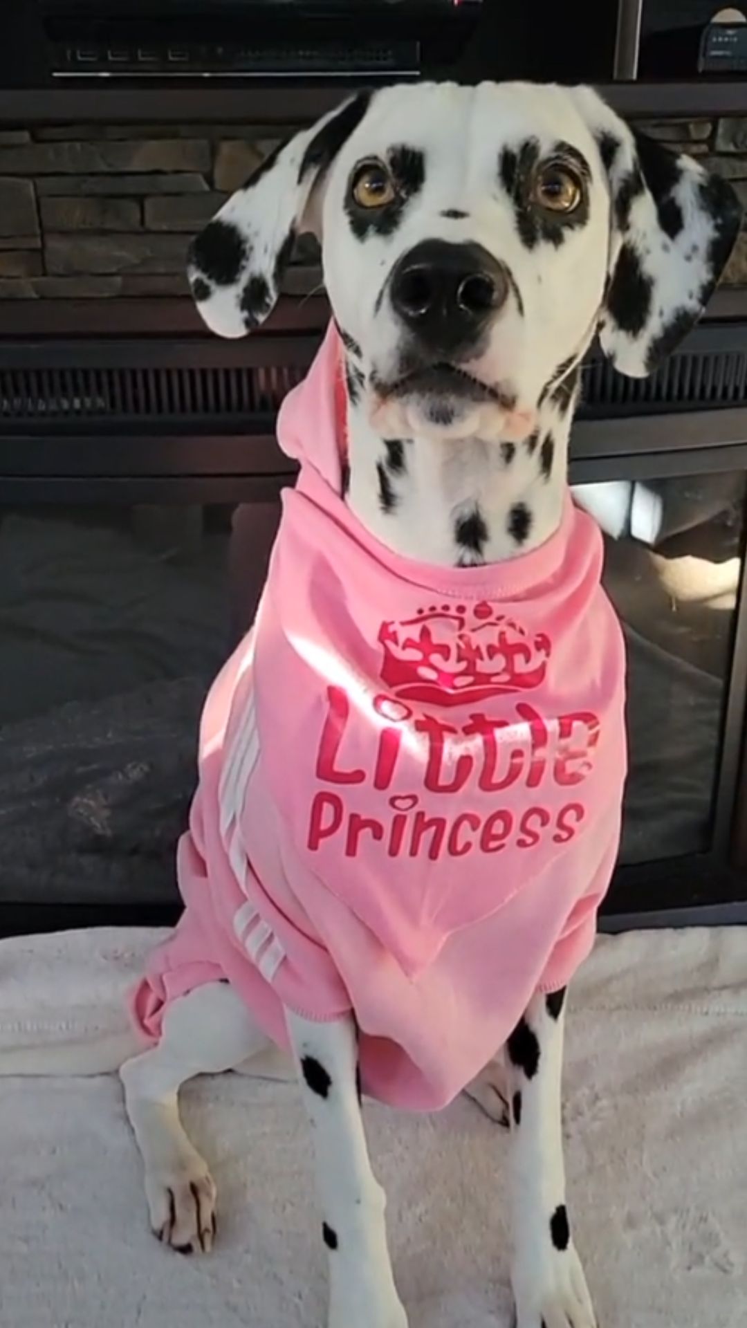 Cute dog moments that instantly brighten your day