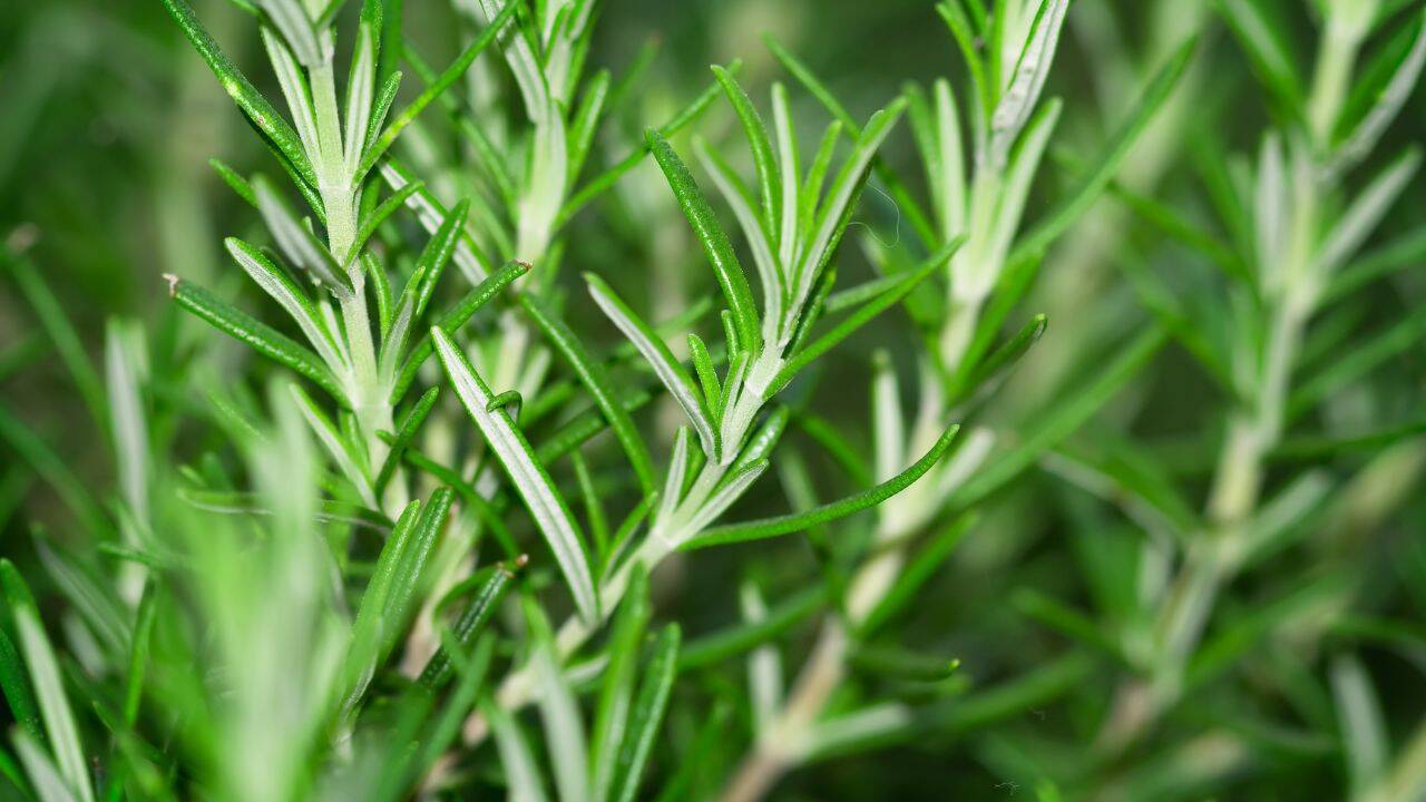 8 plants you only need to grow once for endless harvests