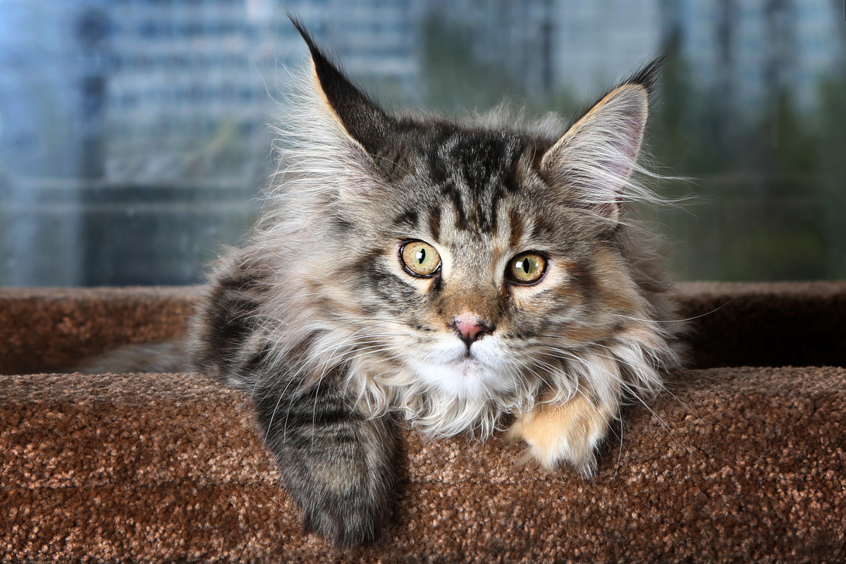 Gray Maine coon cat with the face of a human has the internet smitten