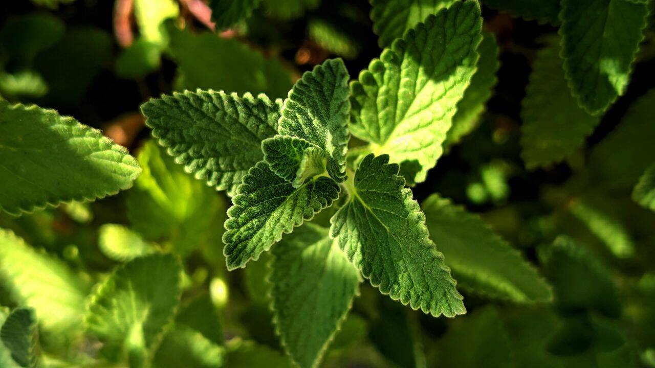8 plants you only need to grow once for endless harvests