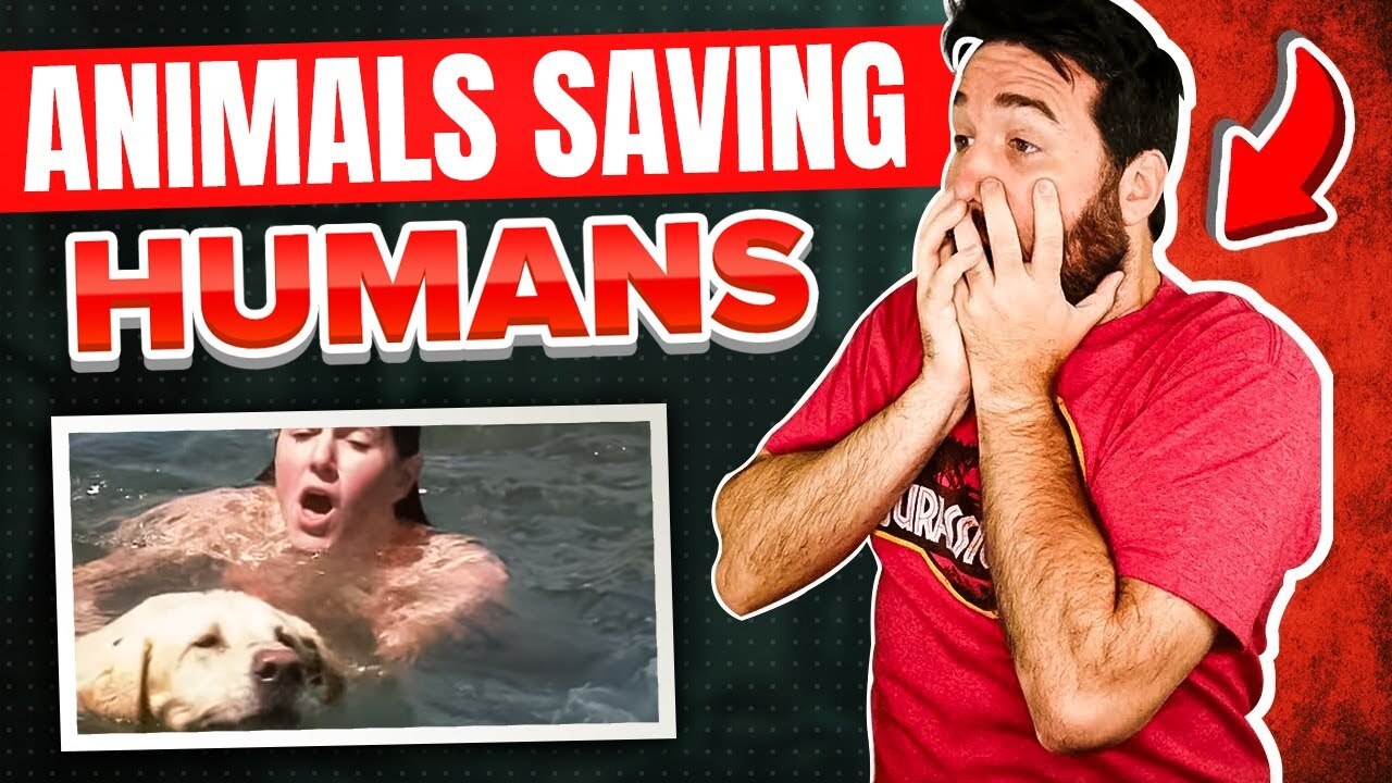 25 miraculous instances of animals saving humans
