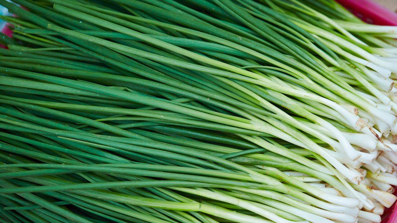 8 plants you only need to grow once for endless harvests