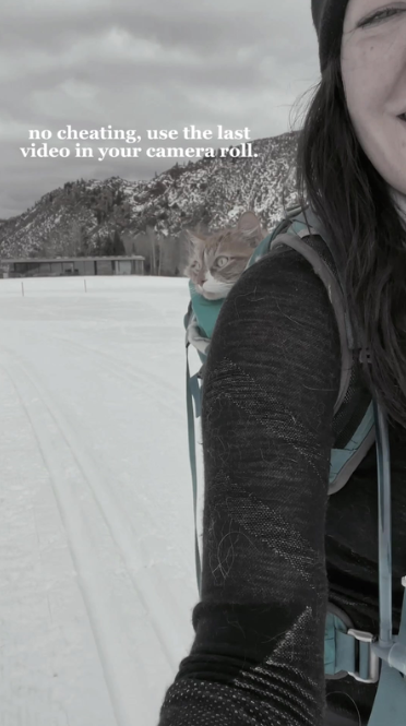 Camera roll challenge trends cat life edition