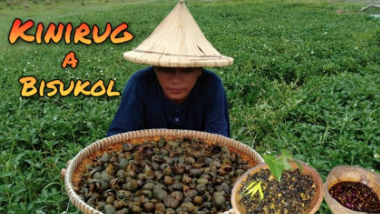 The traditional way to catch and cook apple snails