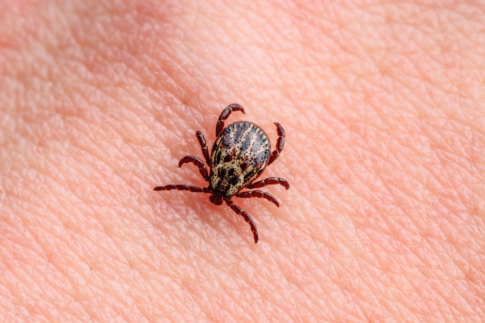 Pfizer-Valneva Lyme disease vaccine falls short as low cases skew results