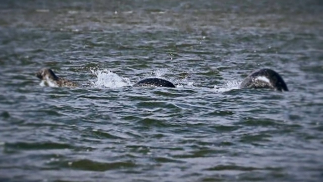 They mocked the Loch Ness monster for years - then more sightings kept ...