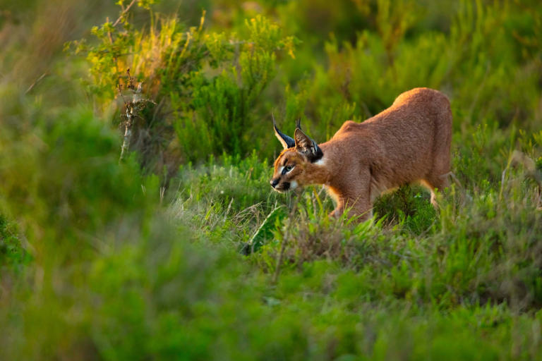 Watch: Rare caracal spotted near India-Pakistan border amid extinction ...