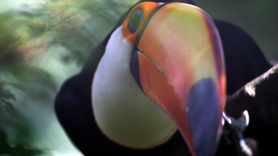 Why did the tiger, pelican, toucan and puffin cross the road?