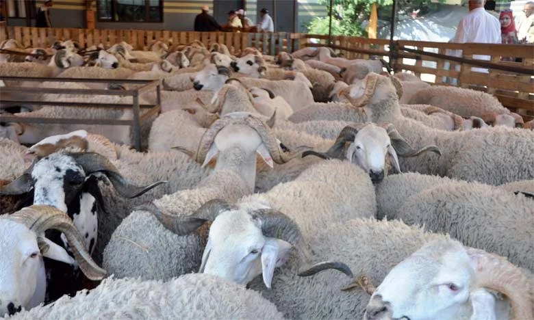 Morocco launches nationwide operation to monitor breeding sheep and ...
