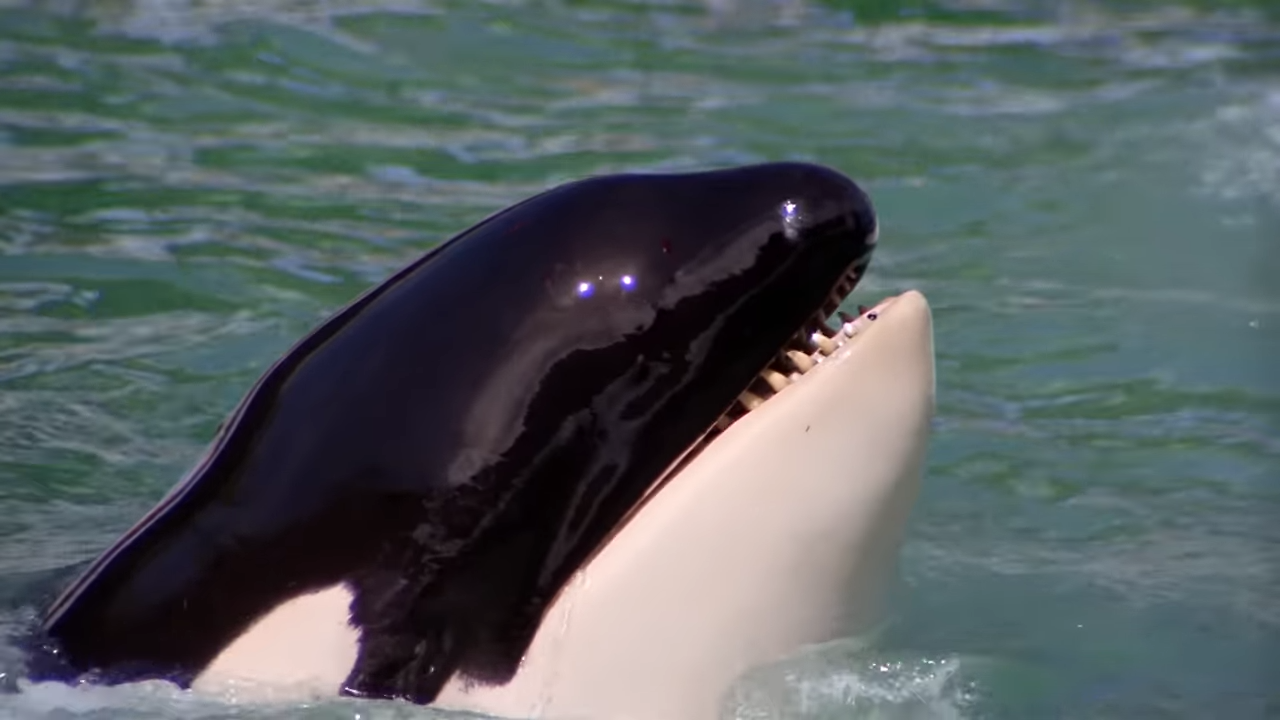 These orcas are attacking boats – and no one knows why