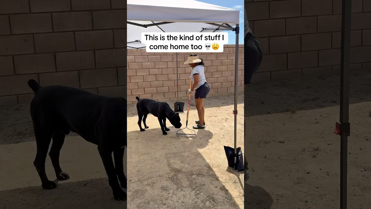 Cane corso gets a backyard barbecue surprise from owner