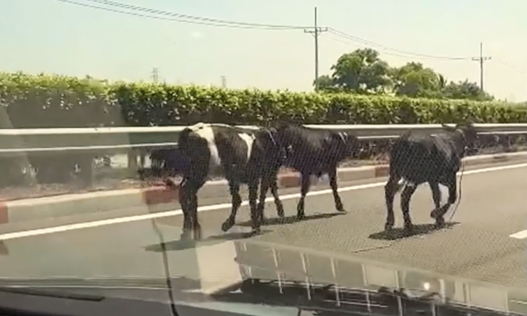 Cows stray onto expressway linking Ho Chi Minh City, Long Thanh airport