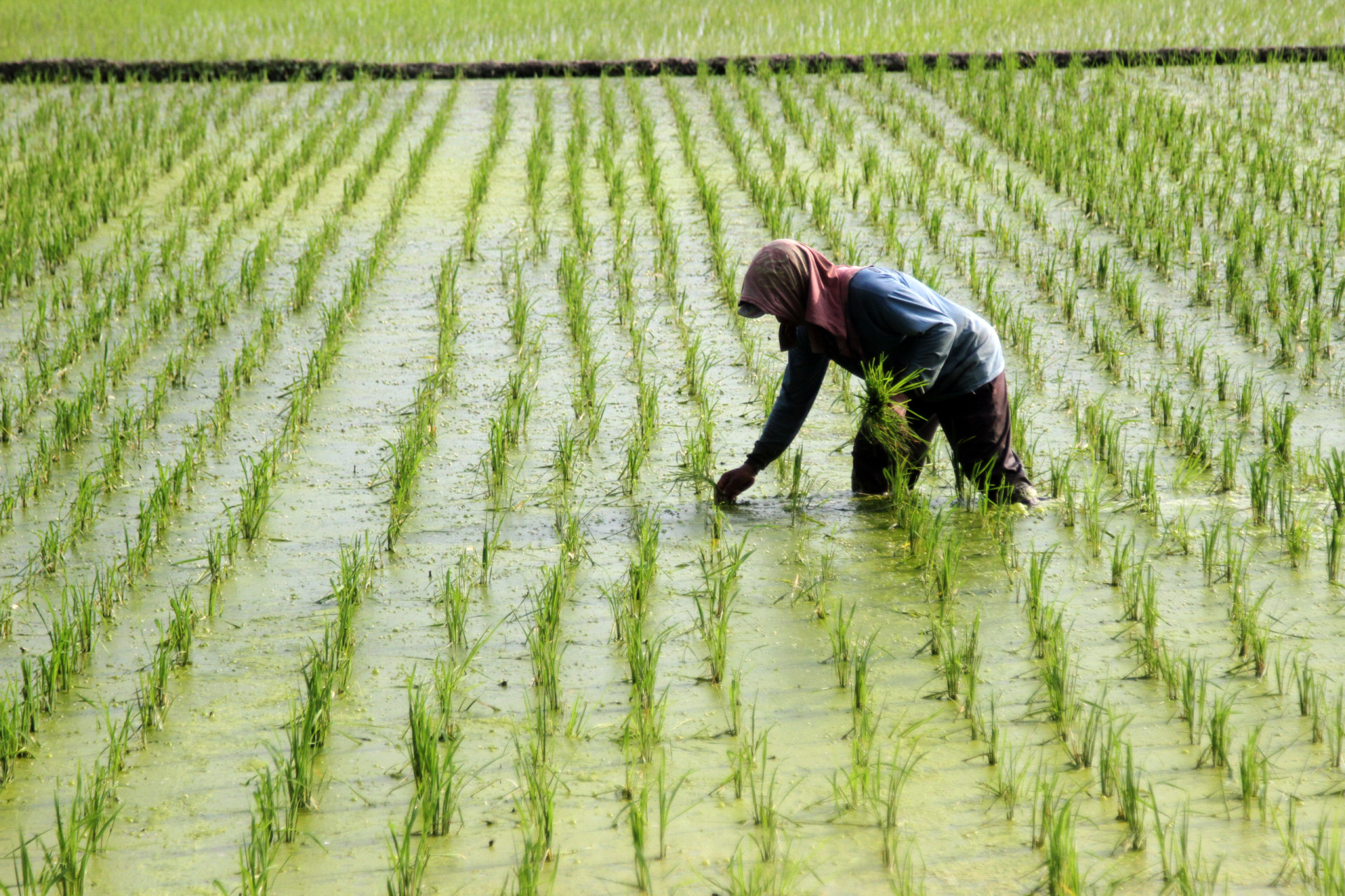 Countries with the most resilient food systems