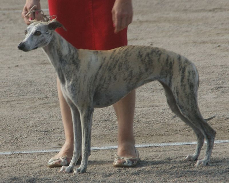 16 dog breeds that people do not expect to love this much until they ...