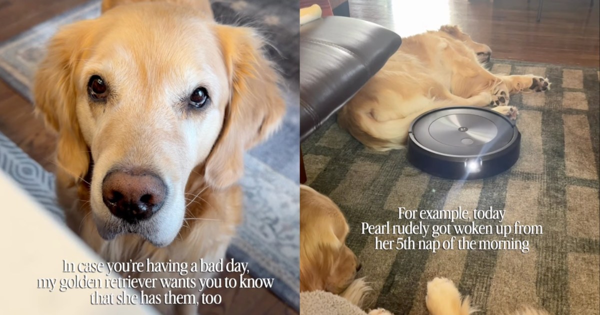 Golden Retriever's Having a Bad Day After 5th Nap Gets Rudely Interrupted
