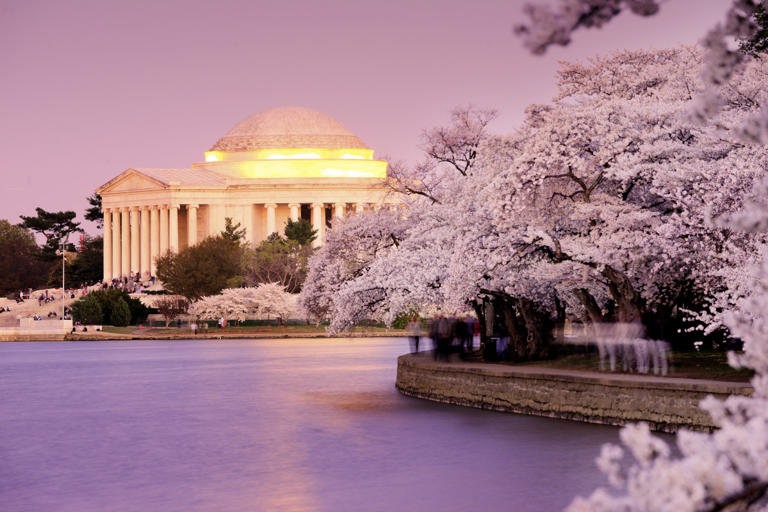 Washington, DC.’s cherry blossoms are almost at peak bloom: less ...