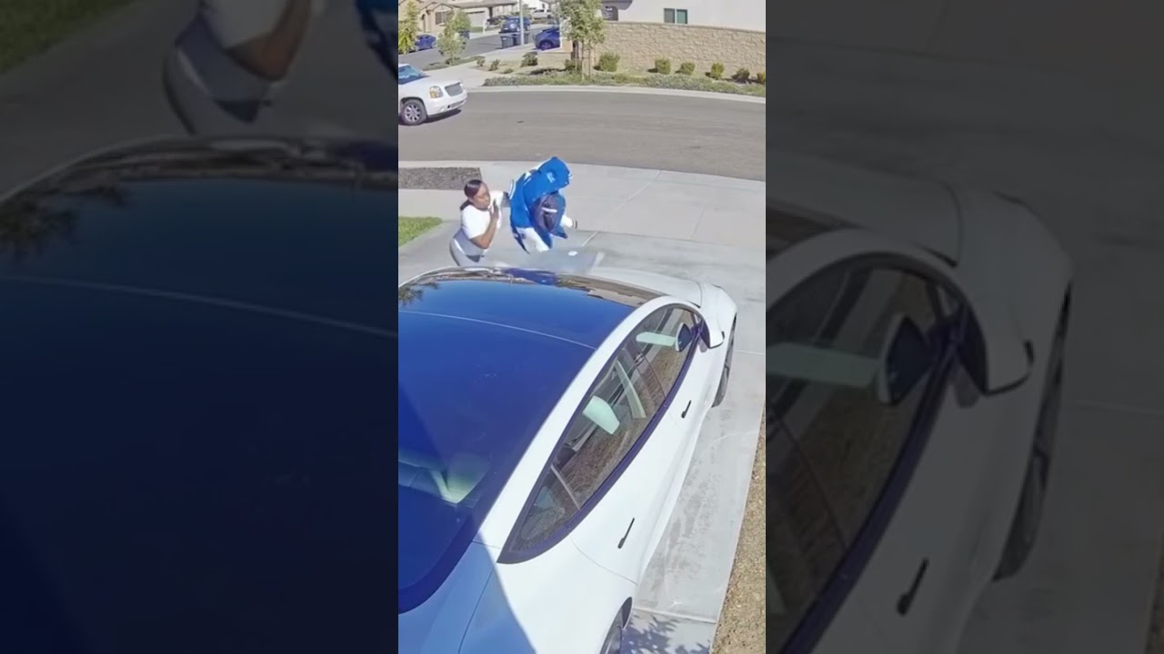 Massive cane corso goes into hunt mode chasing a cat on a walk