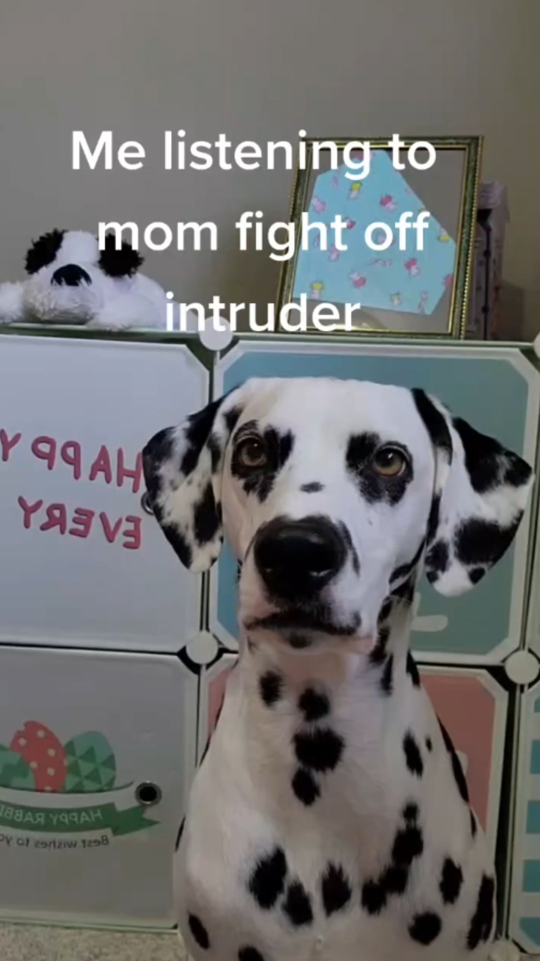 Intruder alert dogs deliver the funniest moments