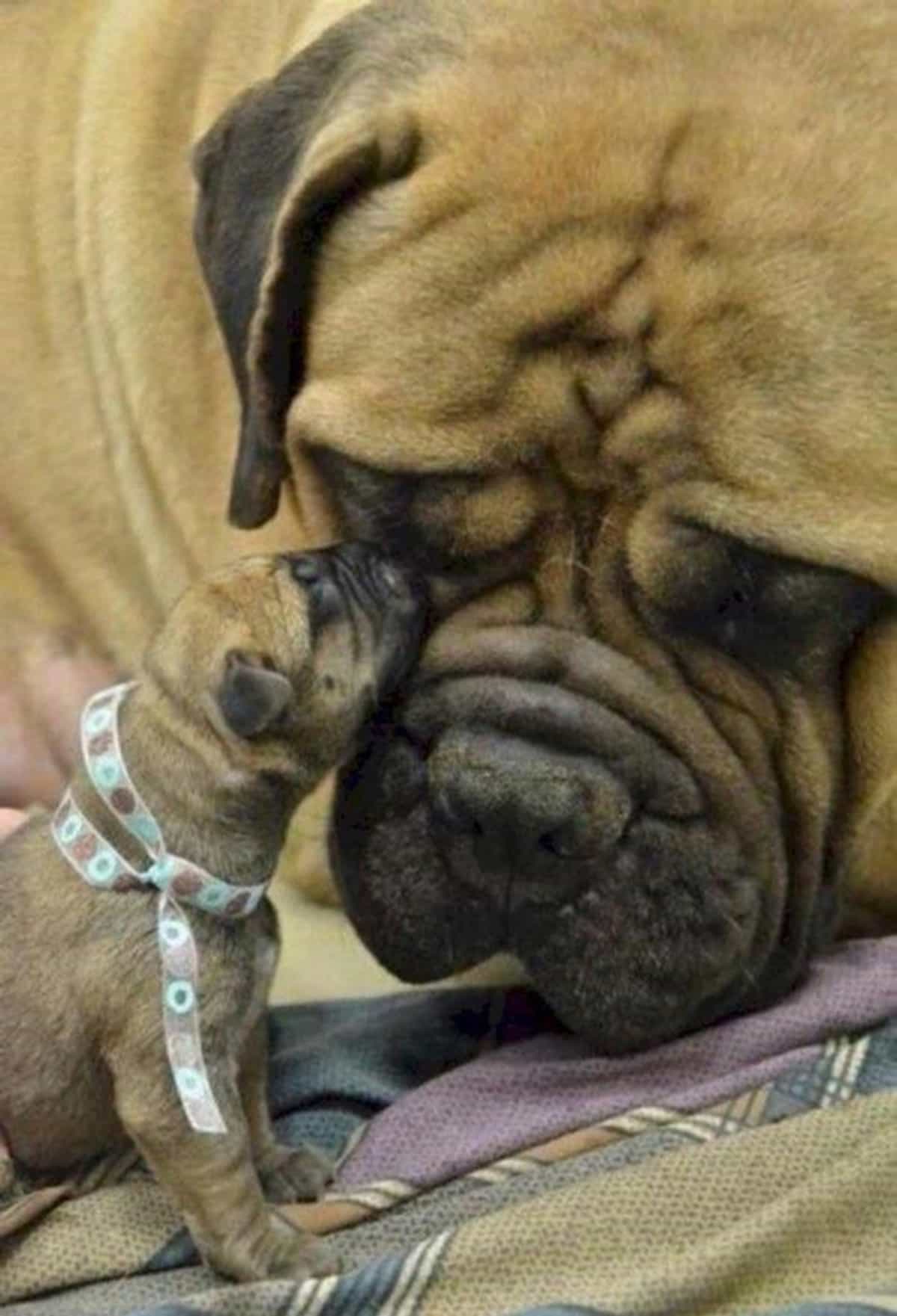 The cutest dogs and their puppies