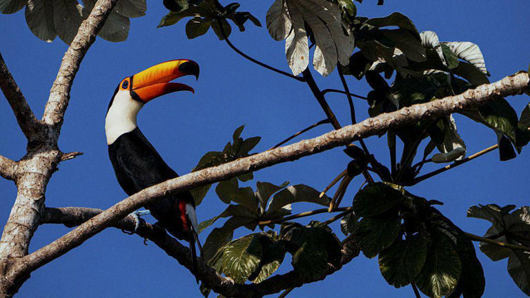 Why did the tiger, pelican, toucan and puffin cross the road?