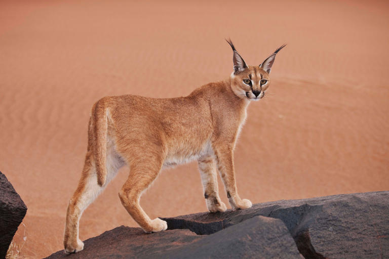 Watch: Rare caracal spotted near India-Pakistan border amid extinction ...