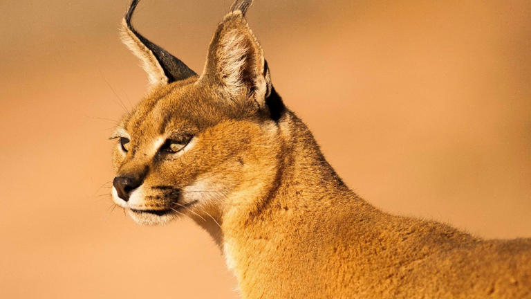 Watch: Rare caracal spotted near India-Pakistan border amid extinction ...
