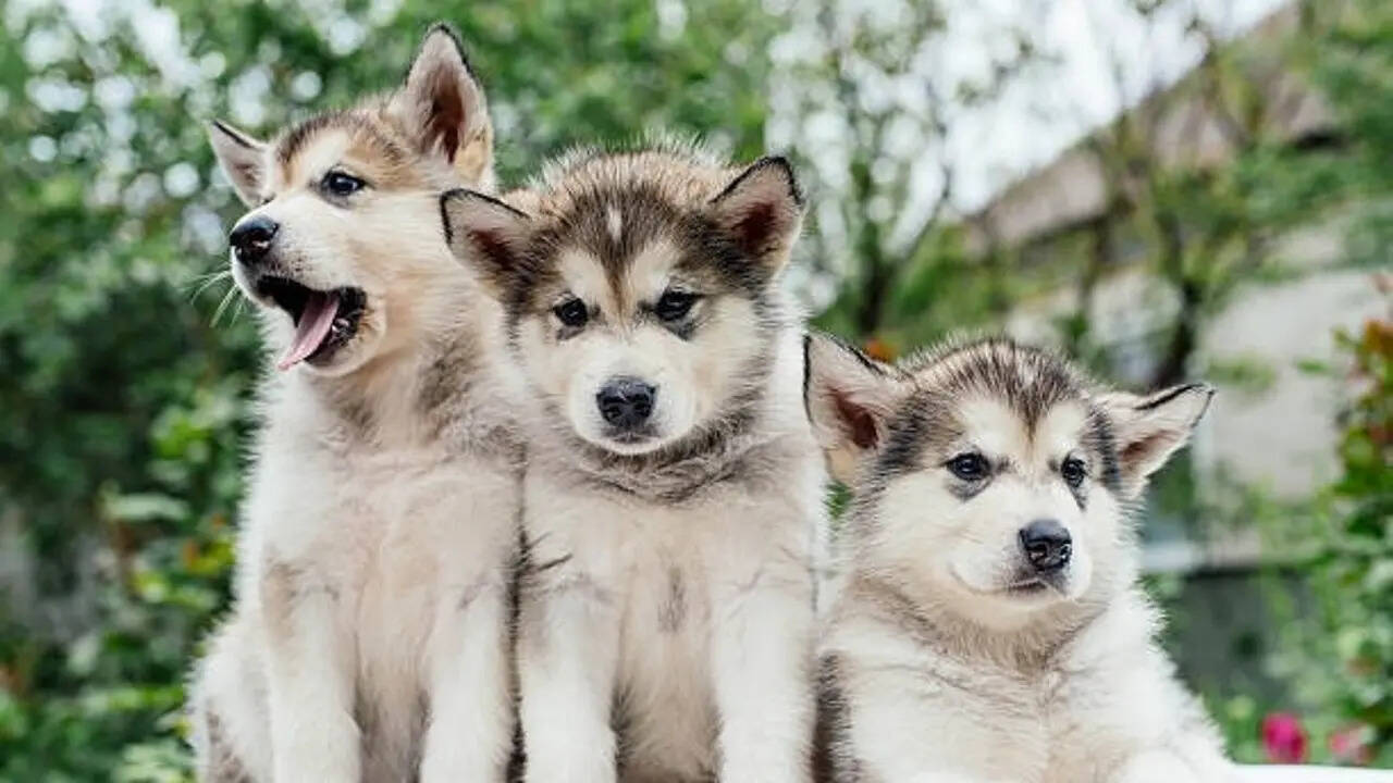 Siberian husky: 7 reasons why this dog breed is good for children