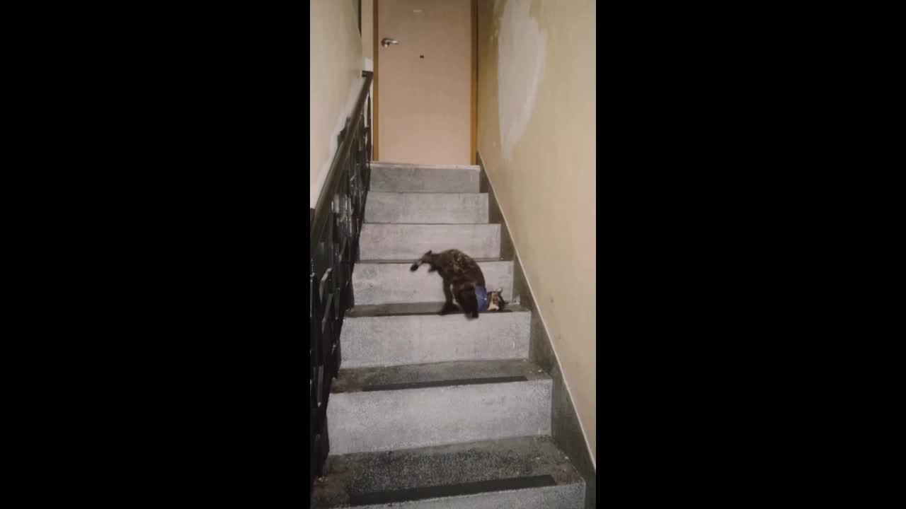 Lazy cat becomes like liquid to climb down steps