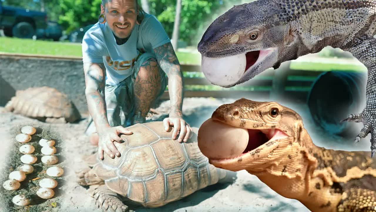 Eggs left unprotected, then giant lizards attacked