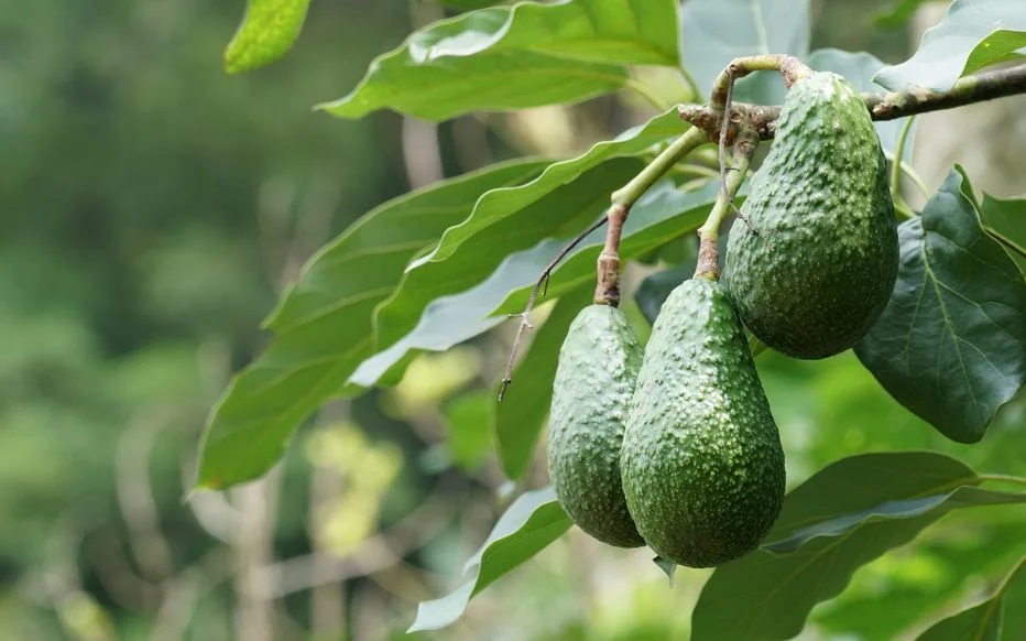 Moroccan avocado exports face challenging 2025 season with severe ...