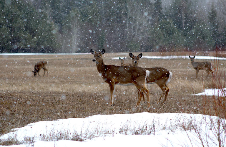 What effect did Blizzard Iona have on Wisconsin wildlife?