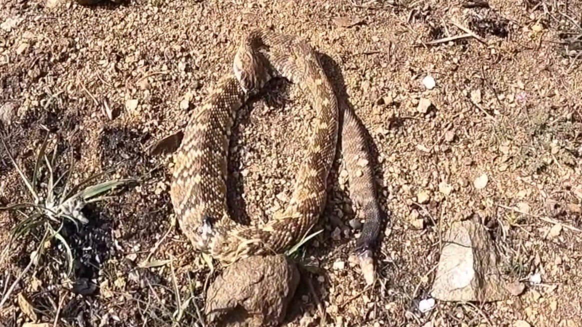 He realized he’d probably stepped on a rattlesnake - then crawled into ...