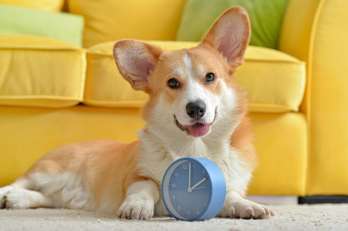 Haben Hunde ein Zeitgefühl? Was der Geruchssinn damit zu tun hat