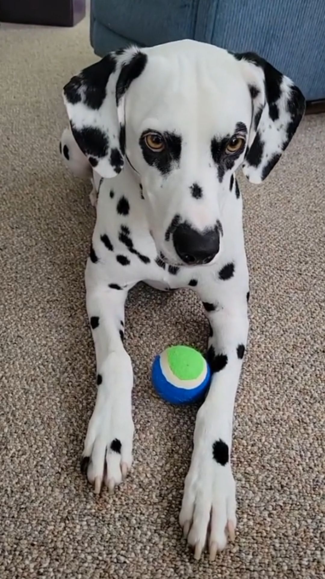 Cute blind dog moments that show pure sweetness