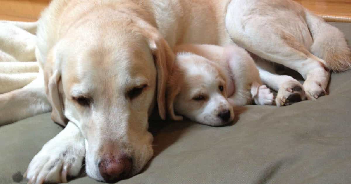 The cutest dogs and their puppies