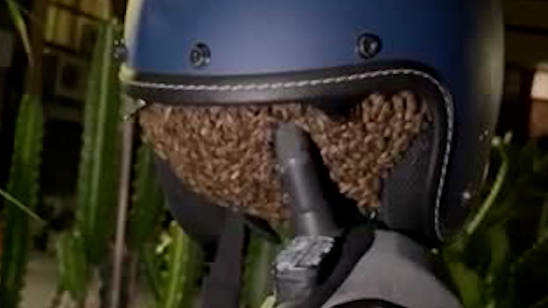 Bees make nest inside motorcycle rider's helmet
