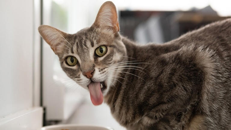 Cat bowl against the wall? Why that might be a mistake
