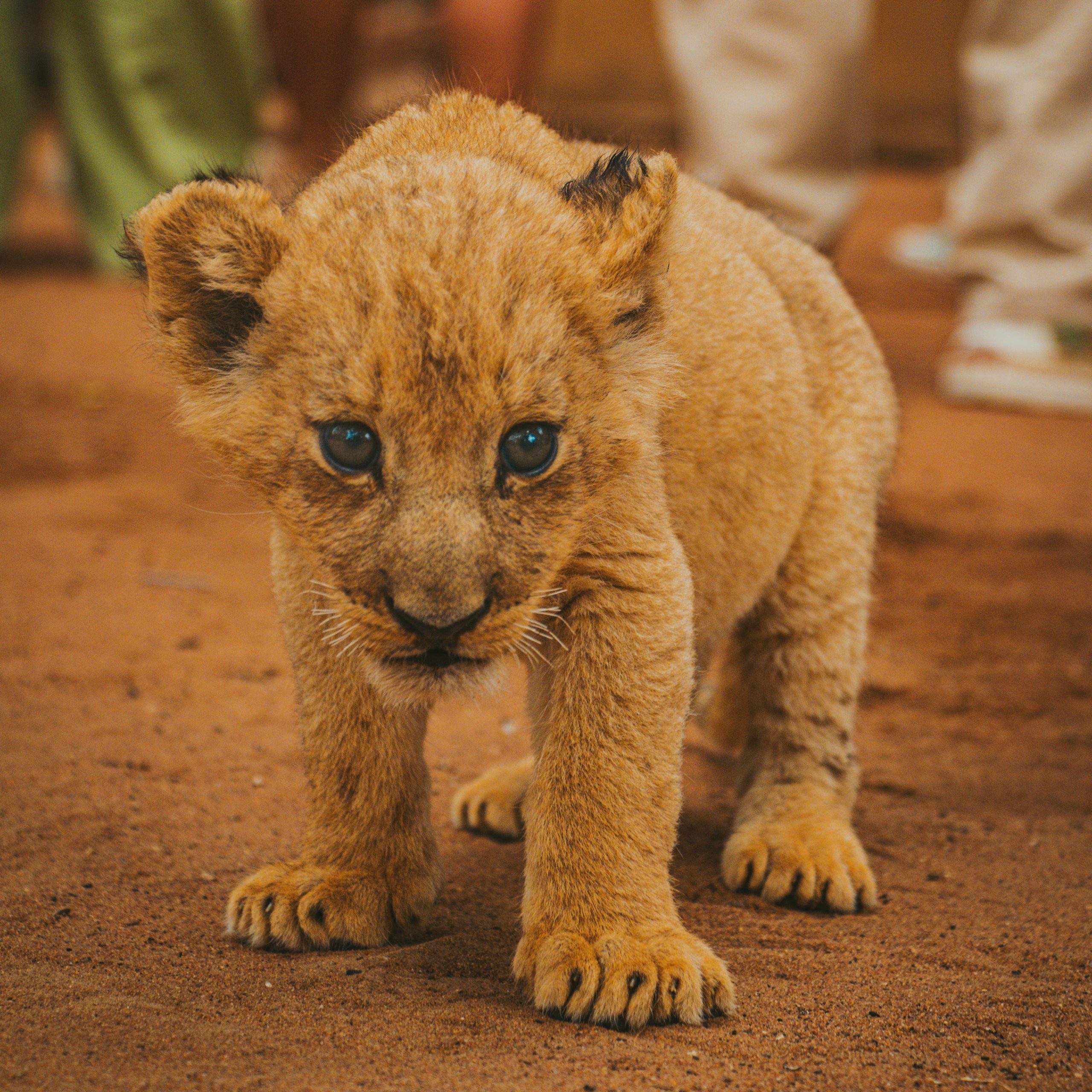 18 best fictional animals of all time