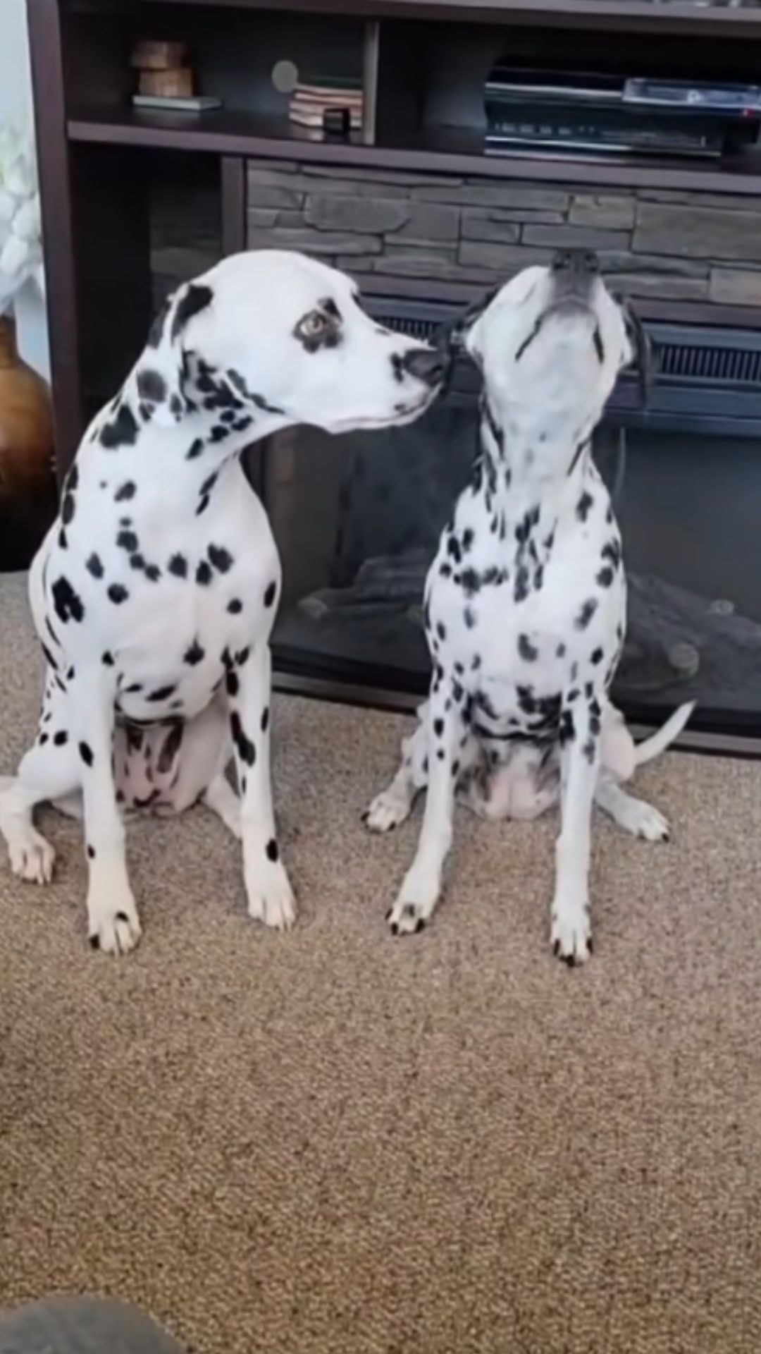 Cute blind dog moments that show pure sweetness