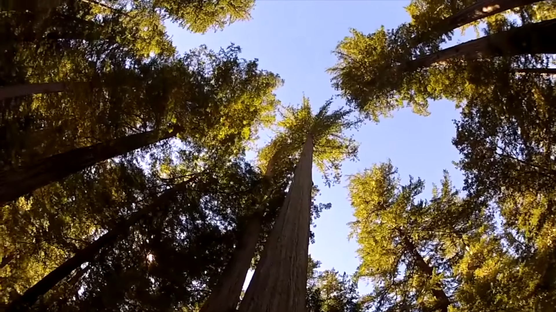 The hidden physics trick that lets trees grow over 300 feet tall