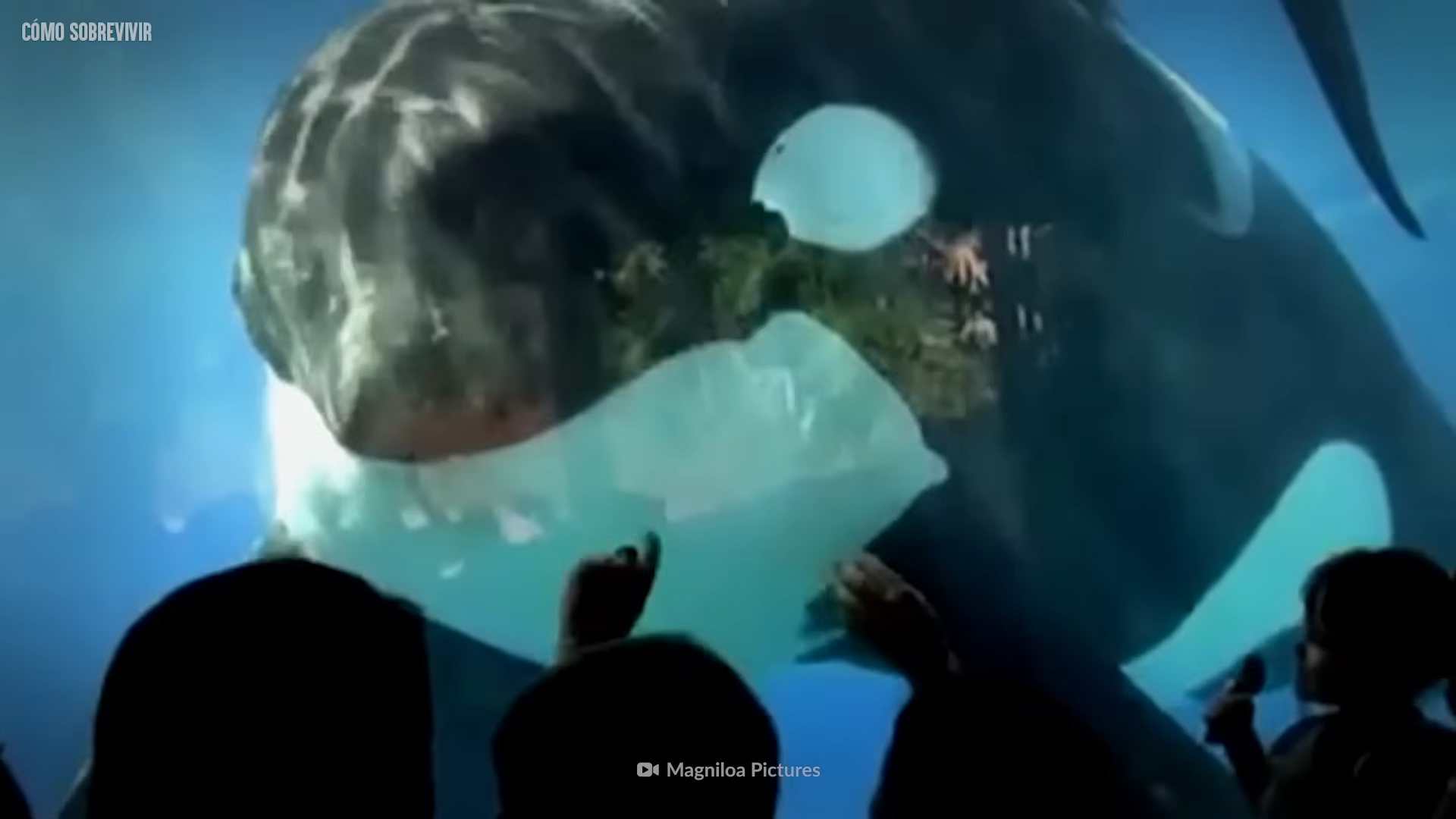 Qué ocurrió cuando una orca de 4 toneladas decidió no obedecer más