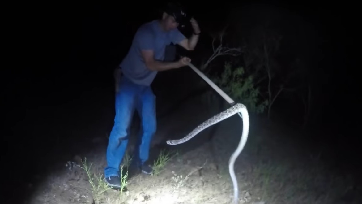They turned the lights off to watch the stars - then a rattlesnake ...