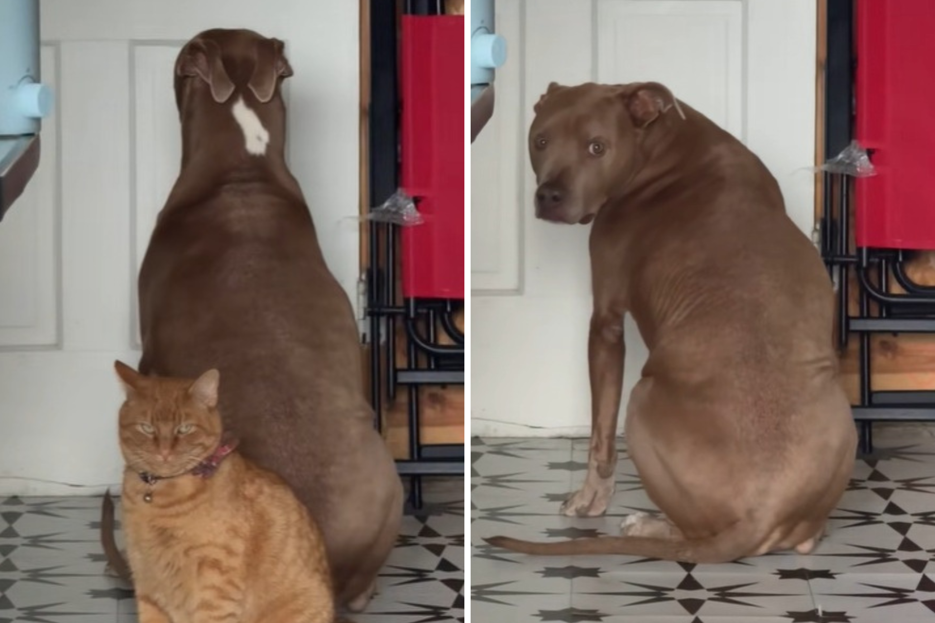 Pit bull and cat put in time out over behavior, hysterics at what follows