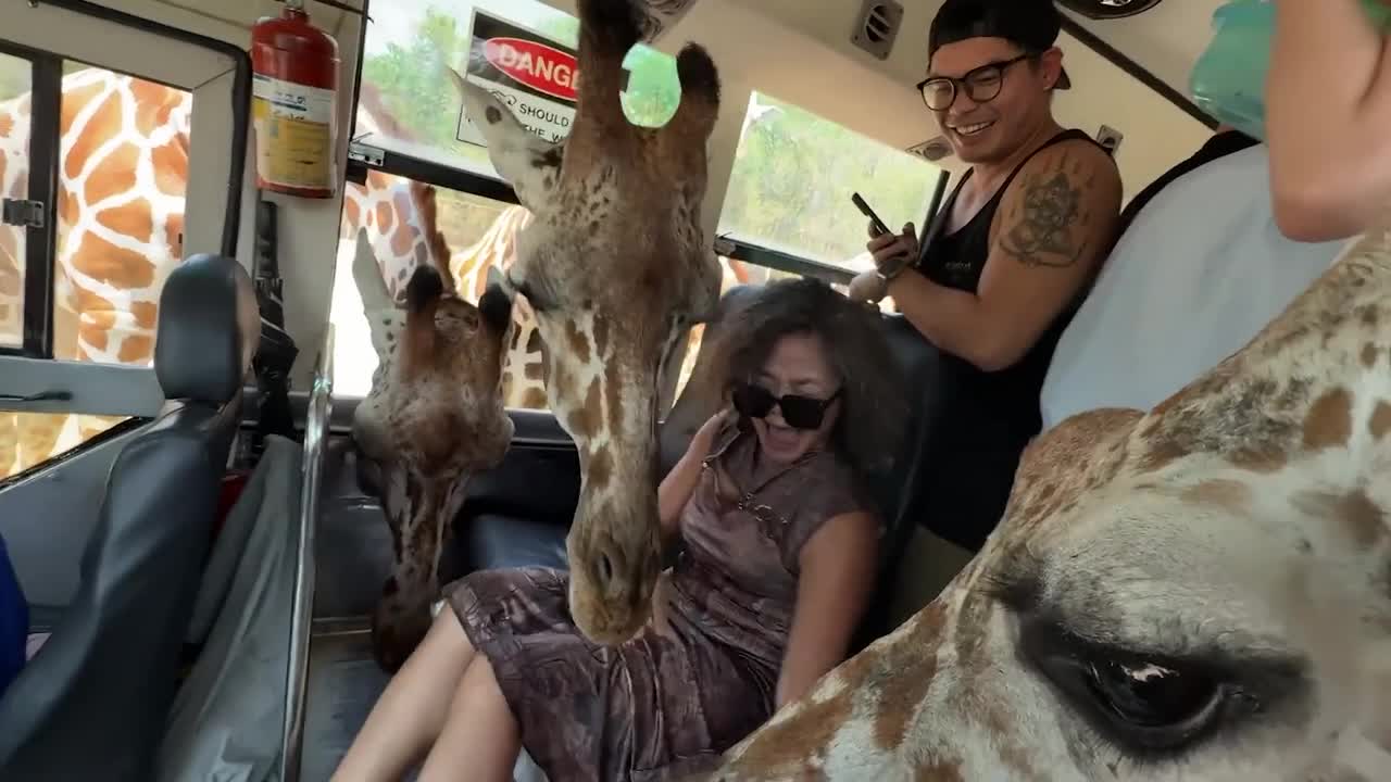 Tourist screams as hungry giraffes stick heads inside safari bus for food