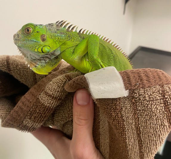 Tarantulas, lizard, parakeet, 6 dogs rescued from abandoned North ...