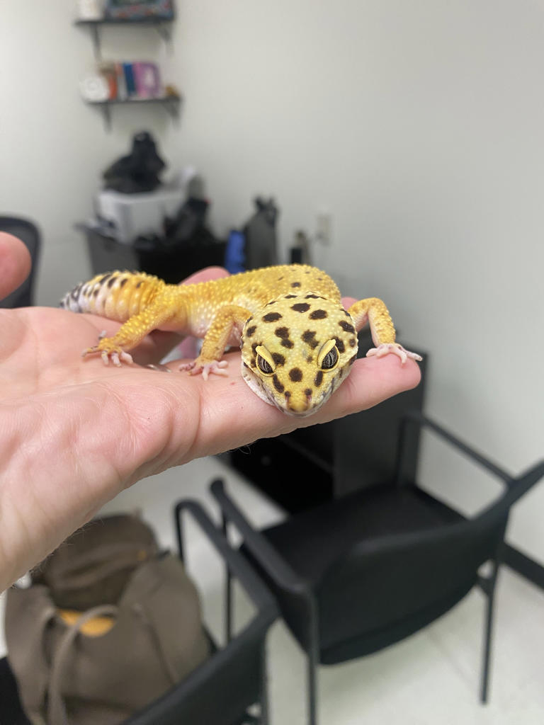 Tarantulas, lizard, parakeet, 6 dogs rescued from abandoned North ...