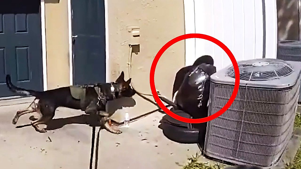 K9 finds suspect trying to hide among trash bags in Florida